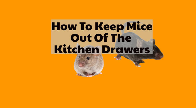 How To Keep Mice Out Of Kitchen Drawers - Kitchen Chore